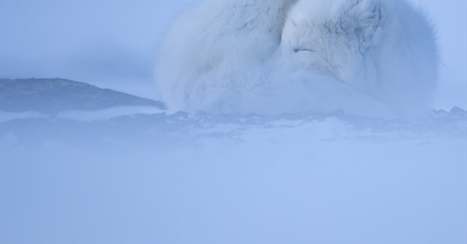 About Svalbard | Visit Svalbard