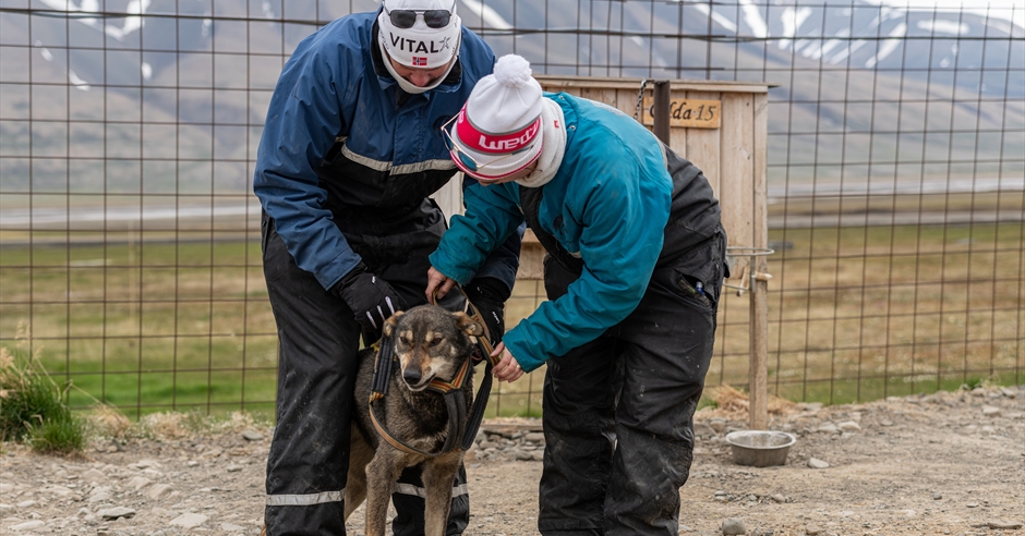 Dogs on wheels - Svalbard Husky - Dog sledding in Longyearbyen ...