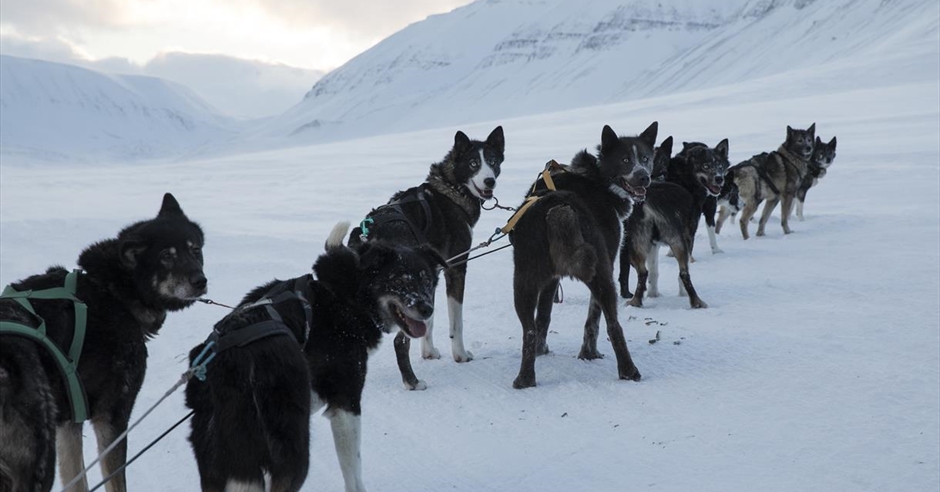 Explore the Arctic with your own dog team - Arctic Husky Travellers ...