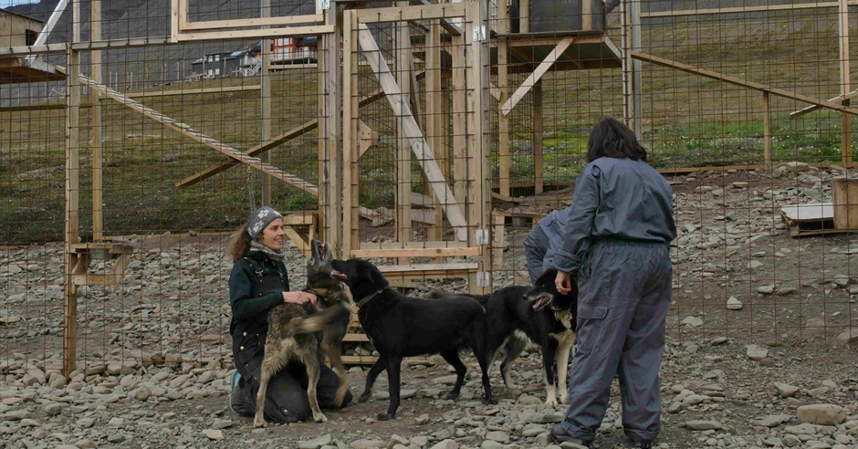 Drive & Stroll to the dogyard: Exclusive sightseeing with professional ...