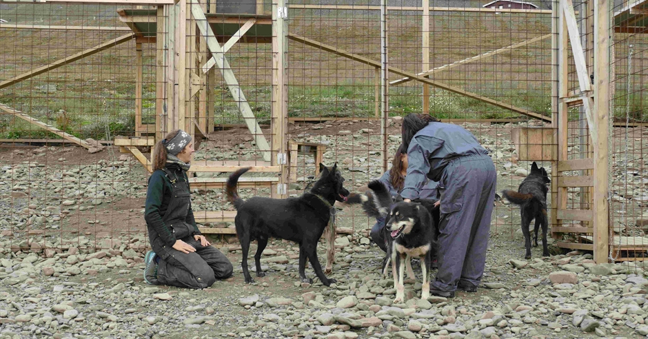 Drive & Stroll to the dogyard: Exclusive sightseeing with professional ...