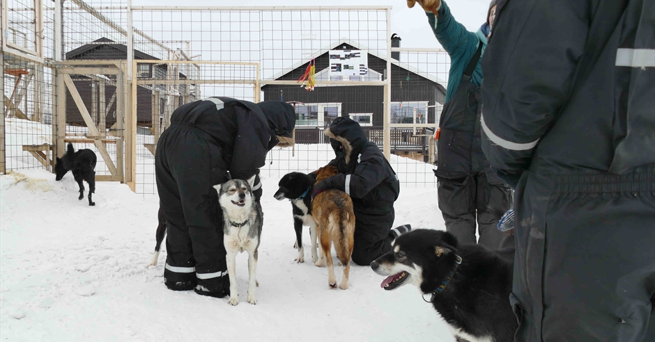 Drive & Stroll to the dogyard: Exclusive sightseeing with professional ...