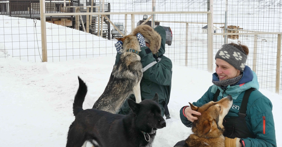 Drive & Stroll to the dogyard: Exclusive sightseeing with professional ...