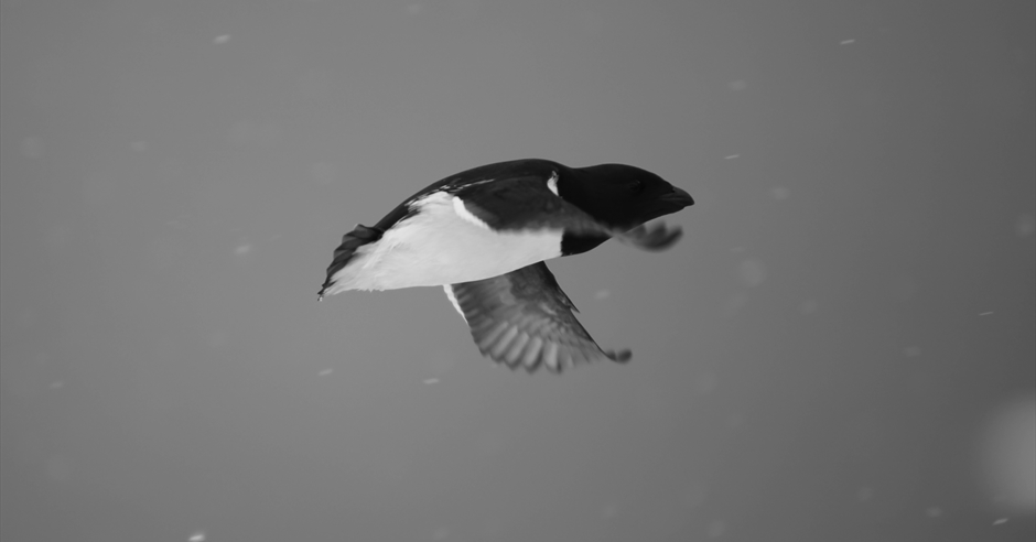 One of natures great events - The bird jumping in Trygghamna - Better ...