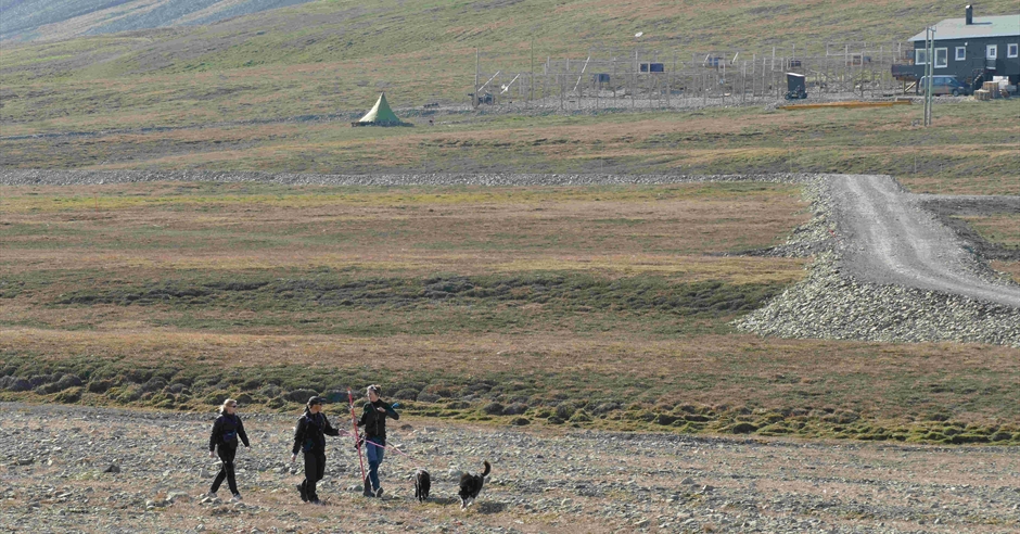 Drive & Stroll to the dogyard: Exclusive sightseeing with professional ...