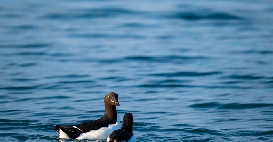 One of natures great events - The bird jumping in Trygghamna - Better ...