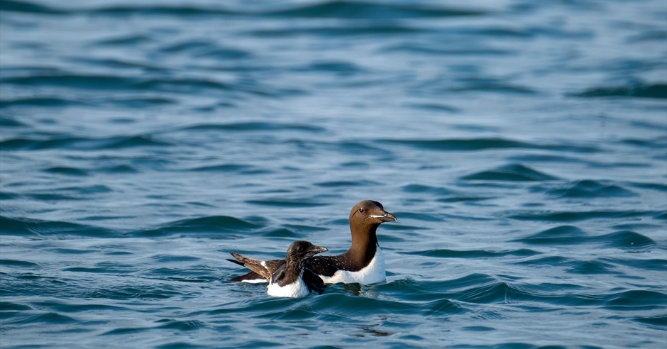 One of natures great events - The bird jumping in Trygghamna - Better ...