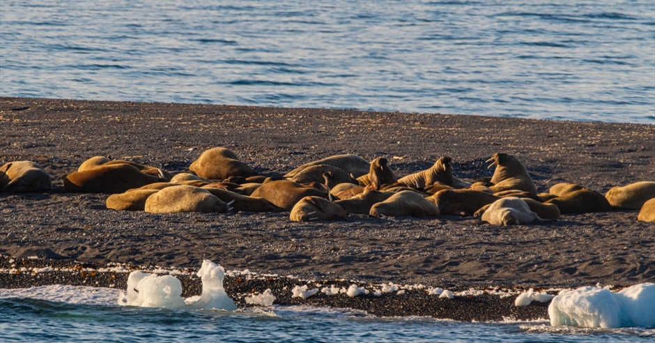 Svalbard Adventure Mini-Cruise - Hurtigruten Svalbard - Boat trips in ...
