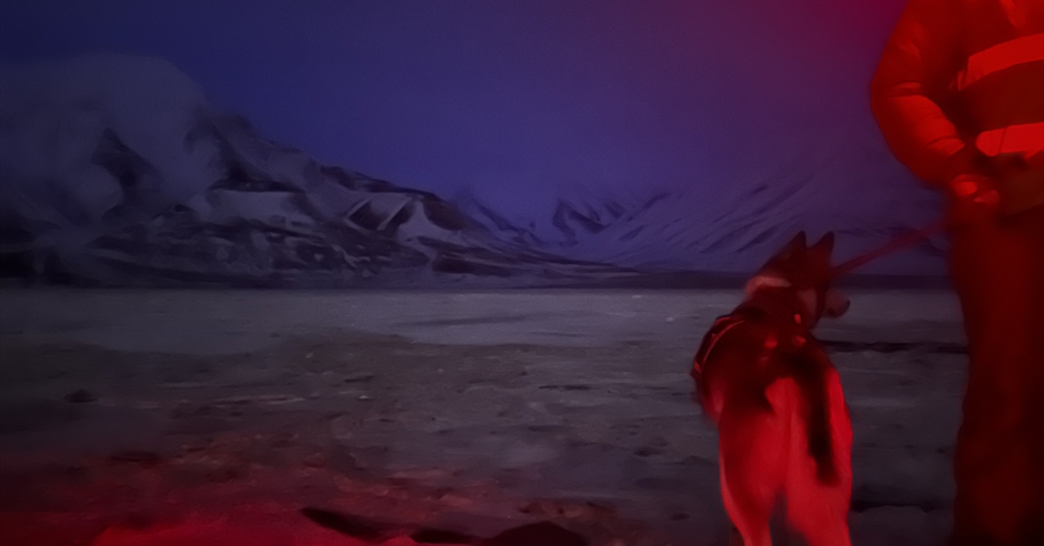 All in One: Scenic Drive & History Walk with Huskies – Svalbard ...