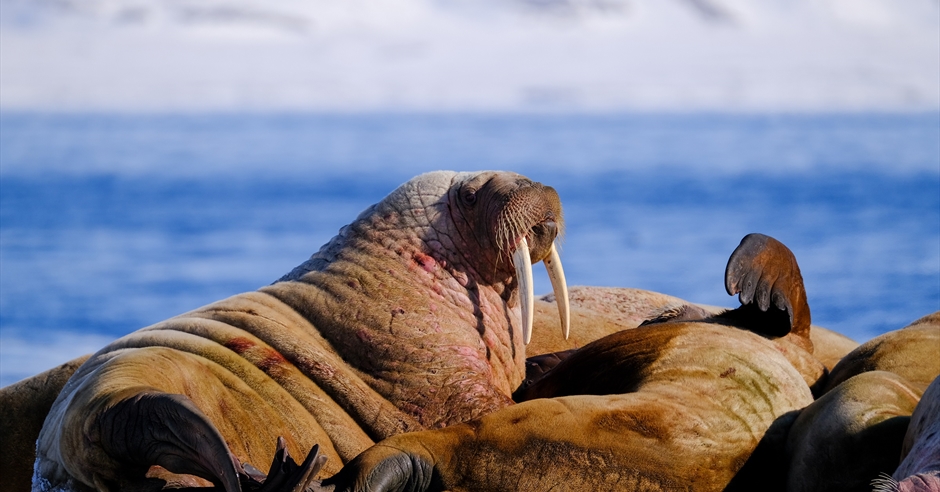 Walrus safari - Two tons of happiness - Better Moments - Boat trips in ...