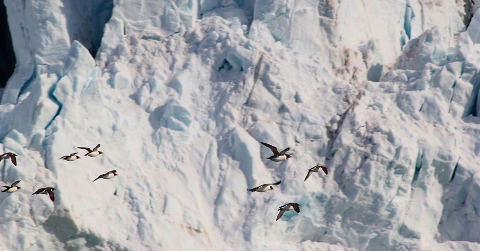 Spot the dot - Opplev isbre og dyreliv med lukket båt - Basecamp ...