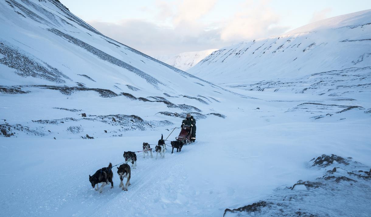Explore the Arctic with your own dog team - Arctic Husky Travellers ...