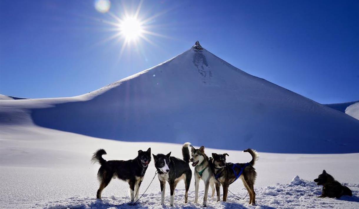 The Ultimate Svalbard Experience - Dog Sledding with Ice Cave Visit ...