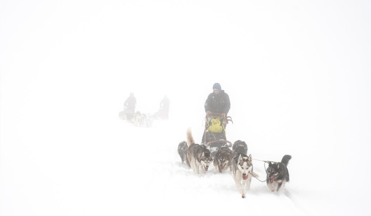 Husky Slider - Dog Sledding Tour - Svalbard Villmarkssenter - Dog ...