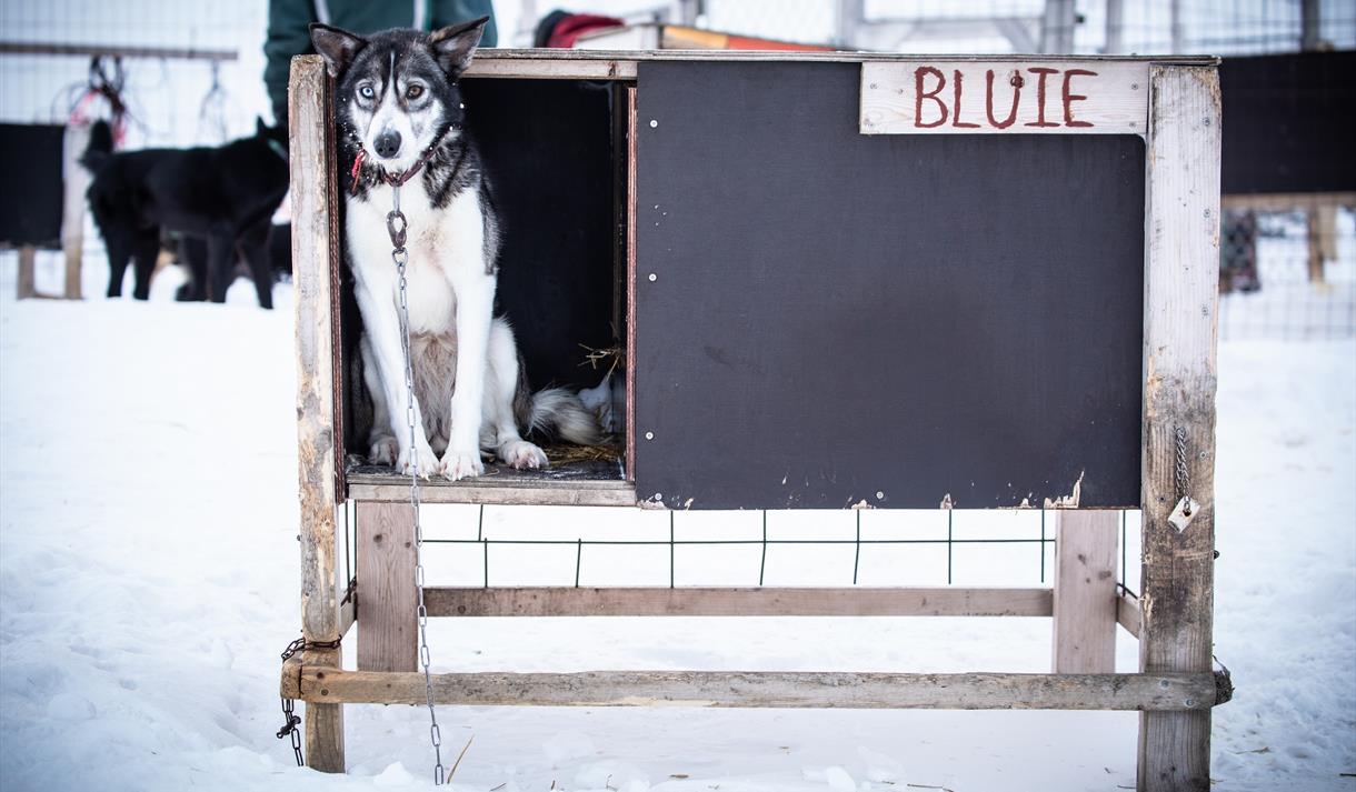 Explore the Arctic with your own dog team - Arctic Husky Travellers ...