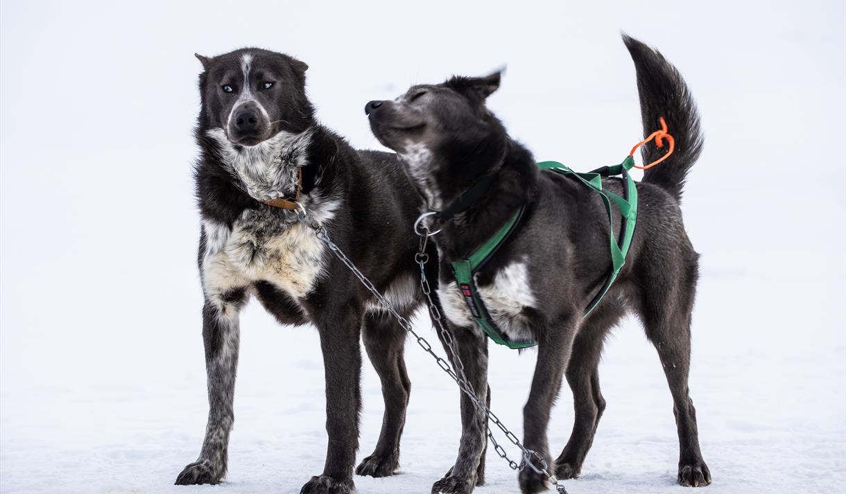 The Ultimate Svalbard Experience - Dog Sledding with Ice Cave Visit ...