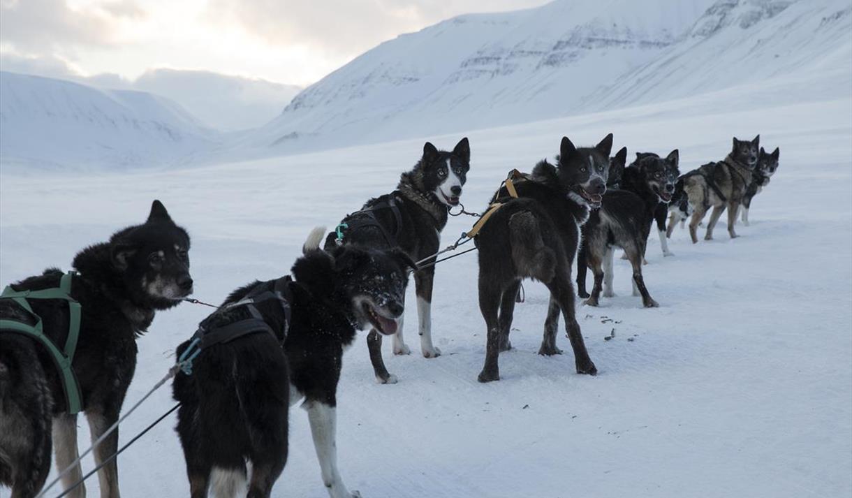 Explore the Arctic with your own dog team - Arctic Husky Travellers ...
