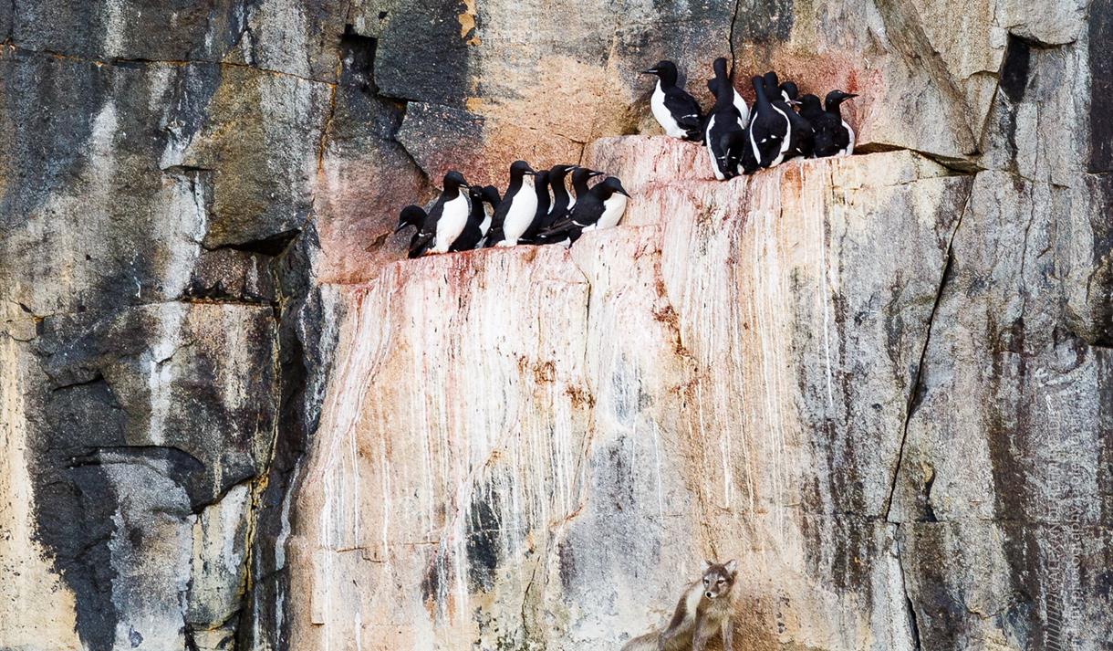 Bird Spotting Excursion, followed by Arctic BBQ - Spitzbergen ...