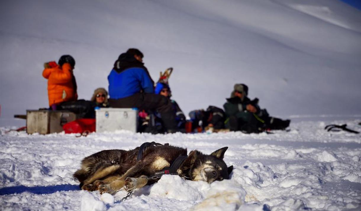 The Ultimate Svalbard Experience - Dog Sledding with Ice Cave Visit ...
