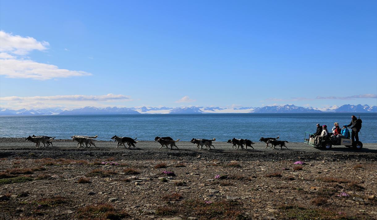 Dogs & the Ocean - Along the Arctic coast by dog wagon - Green Dog ...