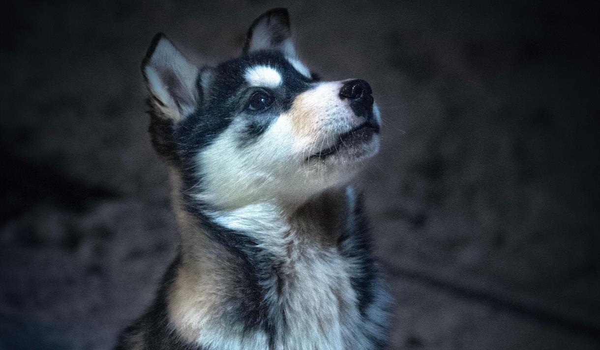 Dog Sledding in the Polar Night - Arctic Husky Travellers - Dog ...