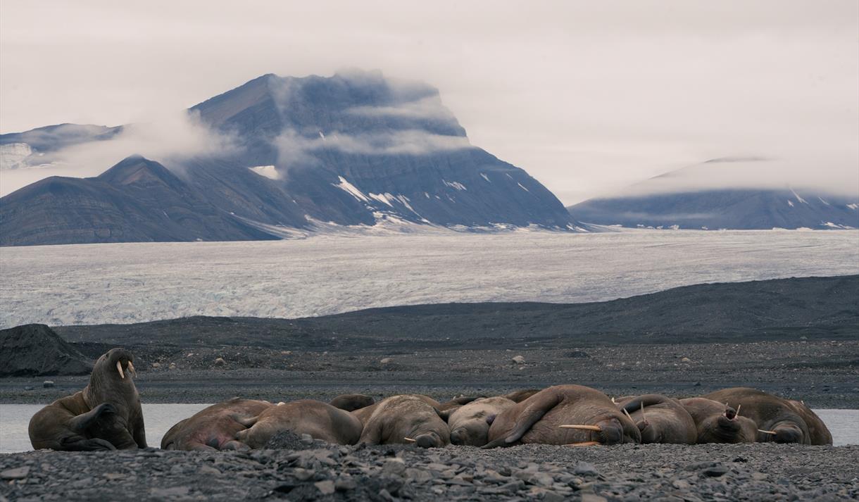 Walrus safari - Two tons of happiness - Better Moments - Boat in ...