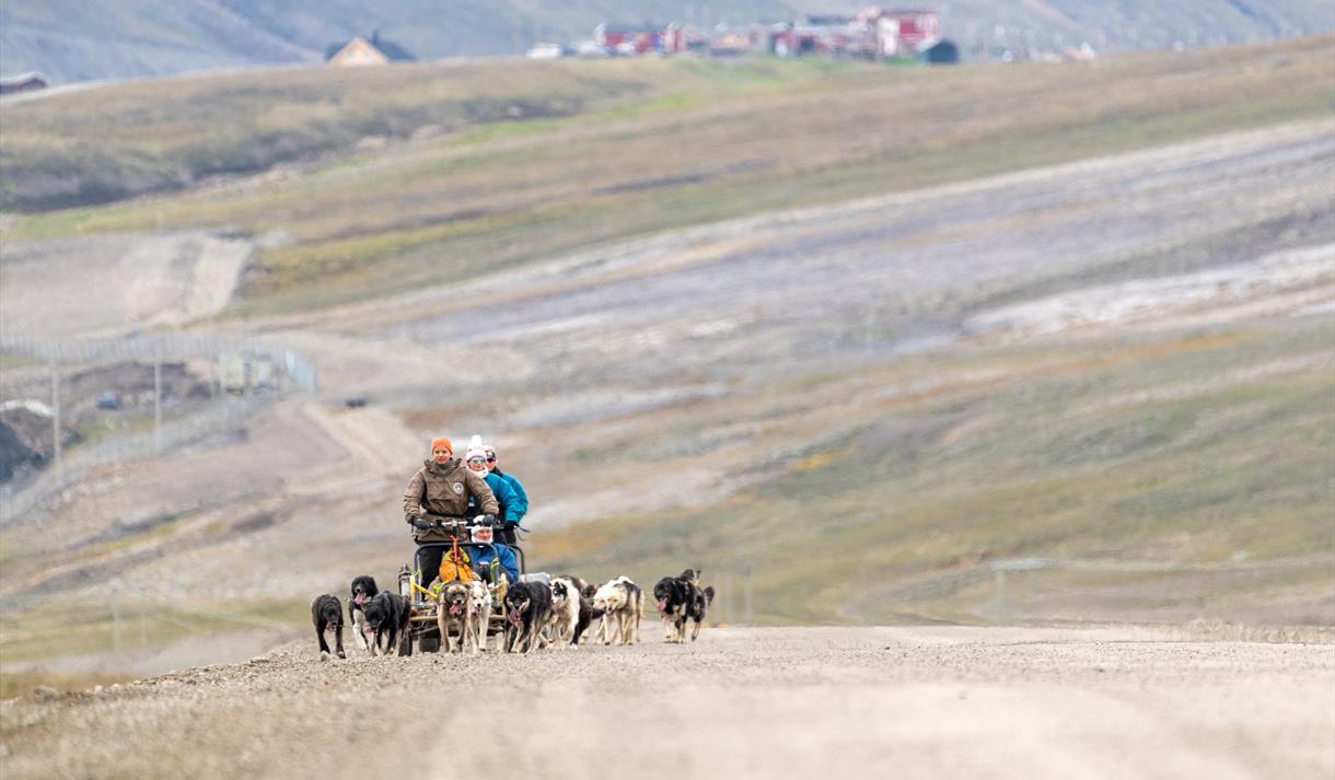 Dogs on wheels - Svalbard Husky - Dog sledding in Longyearbyen ...