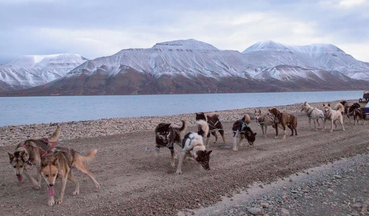 Dogs & the Ocean - Along the Arctic coast by dog wagon - Green Dog ...