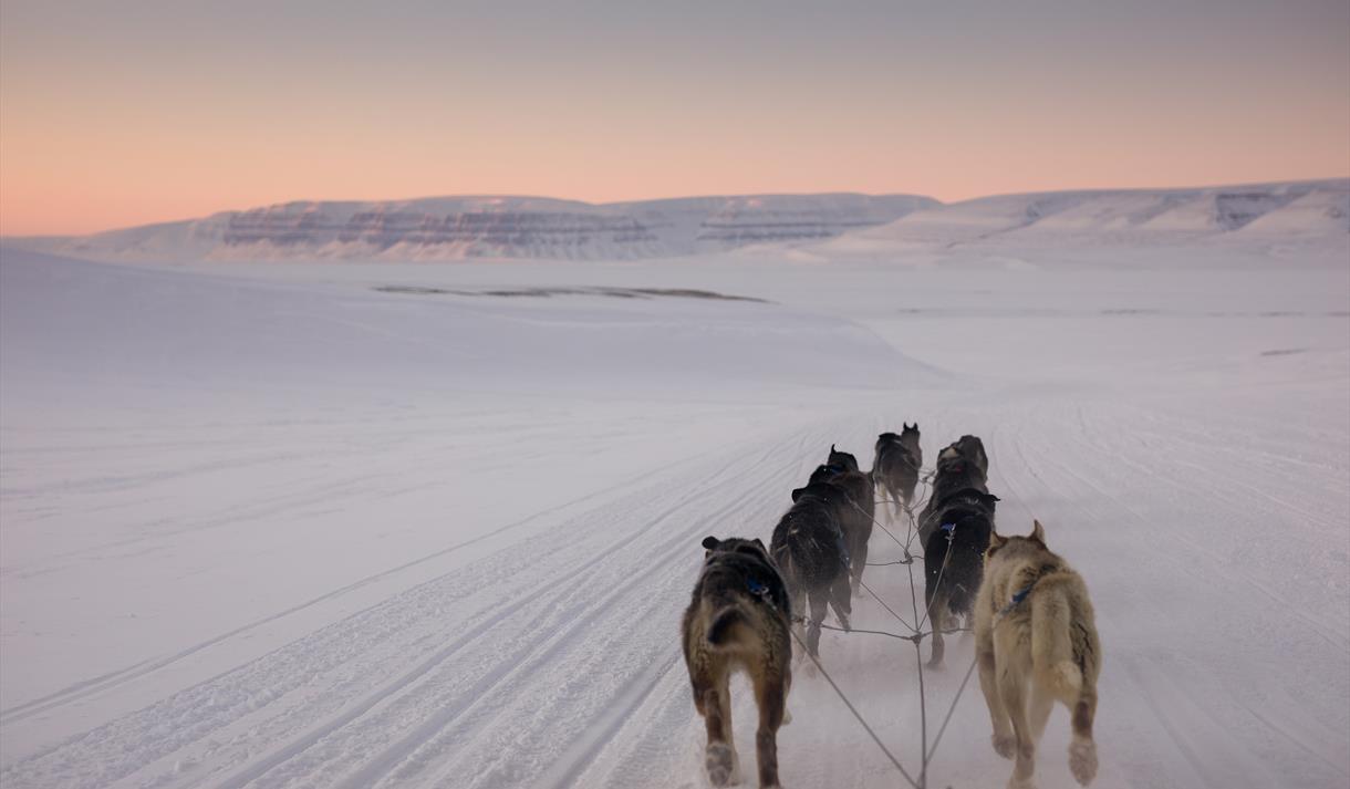 Three day expedition with dogsledge - Green Dog Svalbard - Dog sledding ...