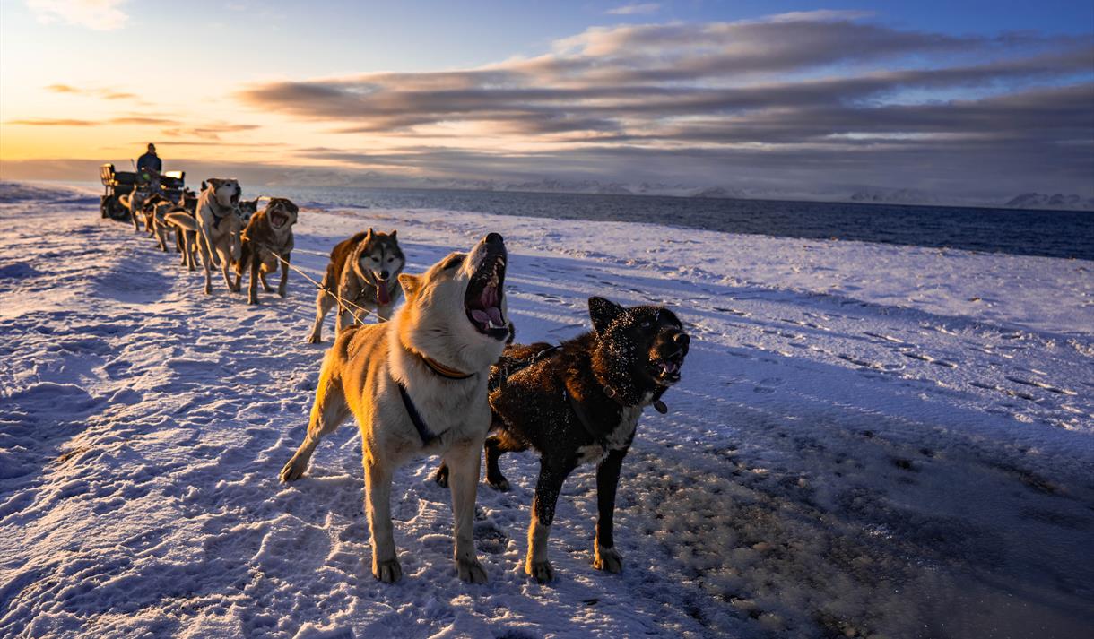 Dogs & the Ocean - Along the Arctic coast by dog wagon - Green Dog ...