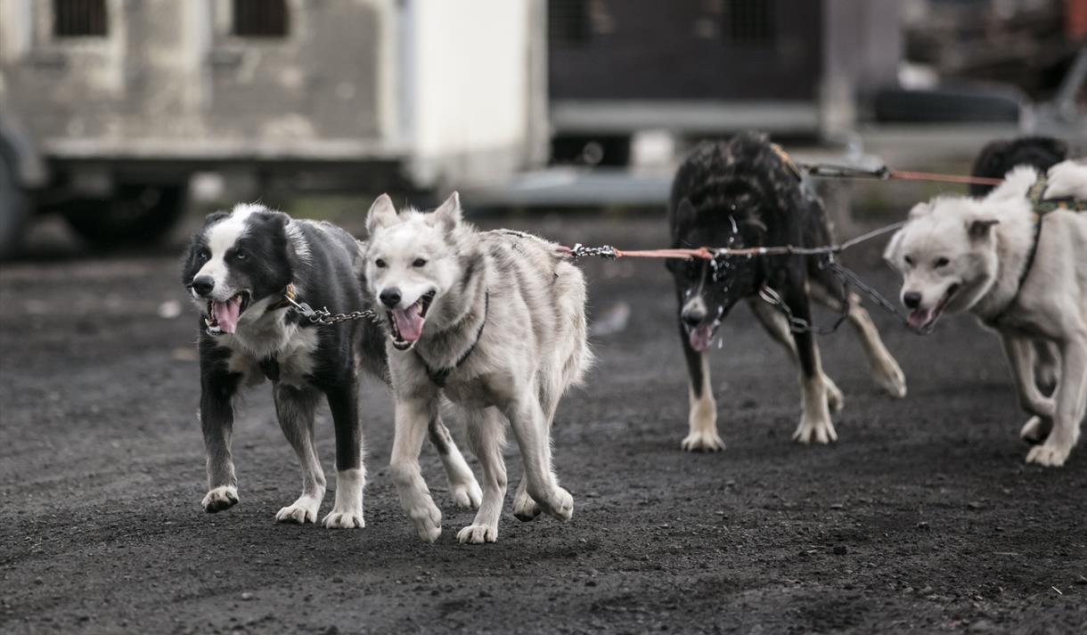 Dog sledding on wheels - Basecamp Explorer Spitsbergen - Dog sledding ...