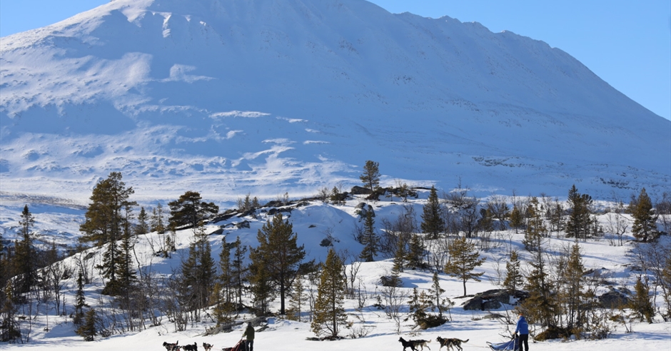 Dog Sledding at Gausta - Visit Telemark
