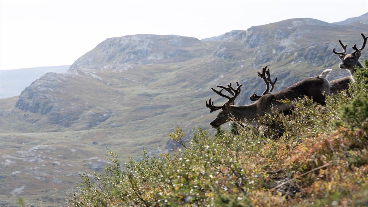 Rein fra Jotunheimen - Valdres