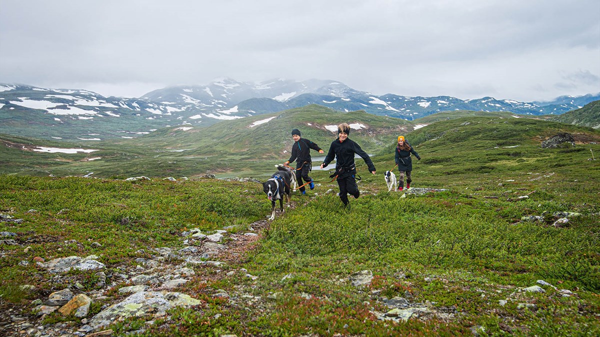 Beito Husky Tours - Husky Hike in the Mountains of Norway - Valdres