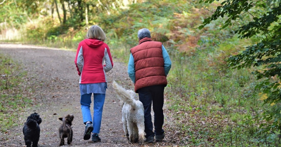 Dog friendly walks - Visit Monmouthshire