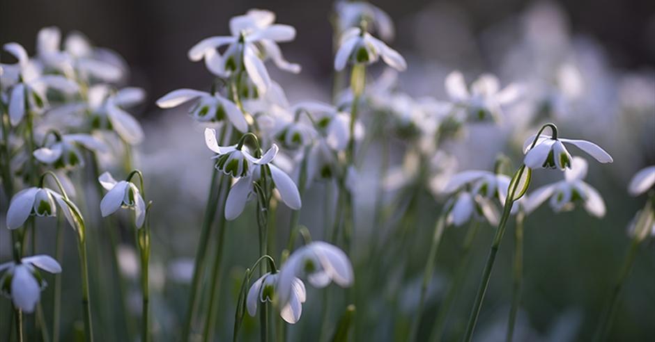 Snowdrop Open days - Art Exhibition in Tintern, Tintern - Visit ...