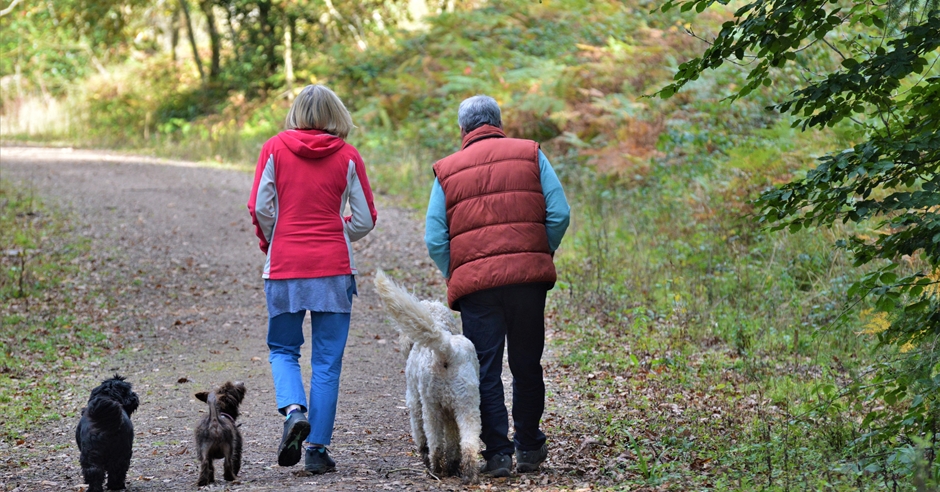 Chepstow Park Wood - Forest or Woodland in Devauden, Chepstow - Visit ...