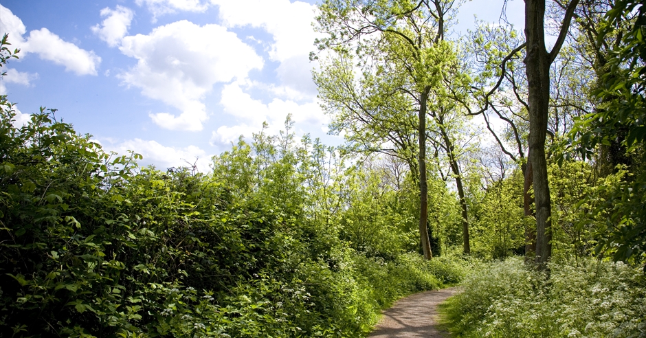 Warren Slade and Park Redding Woods - Forest or Woodland in Chepstow ...
