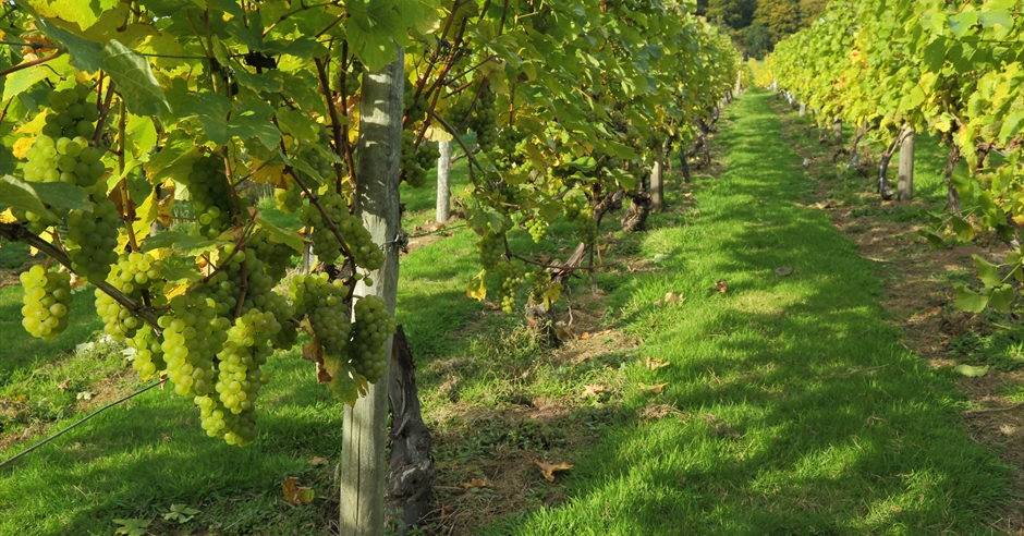 Parva Farm Vineyard - Vineyard in Tintern, Tintern - Visit Monmouthshire