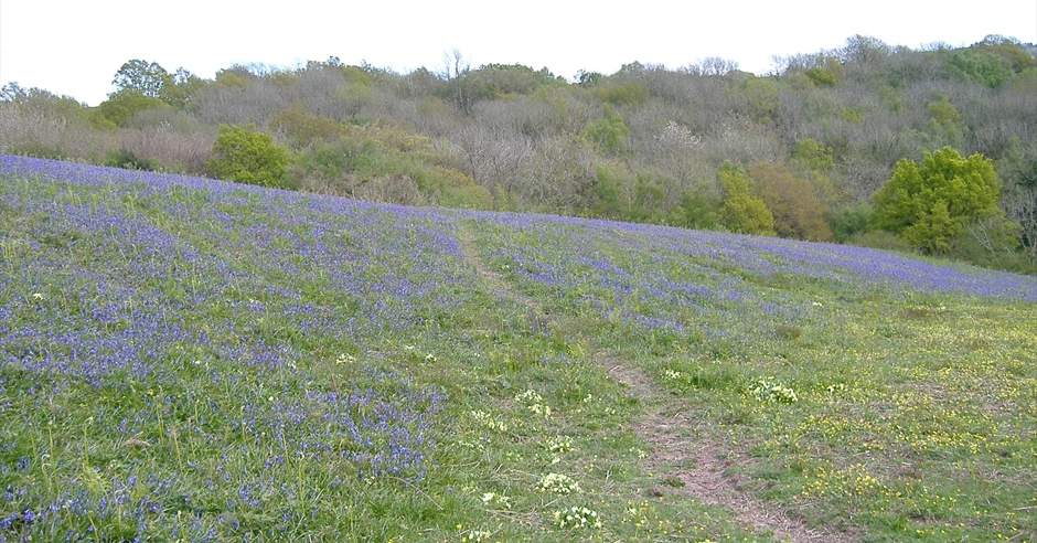 Springdale Farm Nature Reserve - Nature Reserve in Usk, Usk - Visit ...
