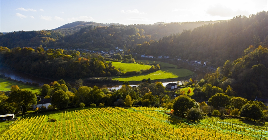 Parva Farm Vineyard - Vineyard in Tintern, Tintern - Visit Monmouthshire