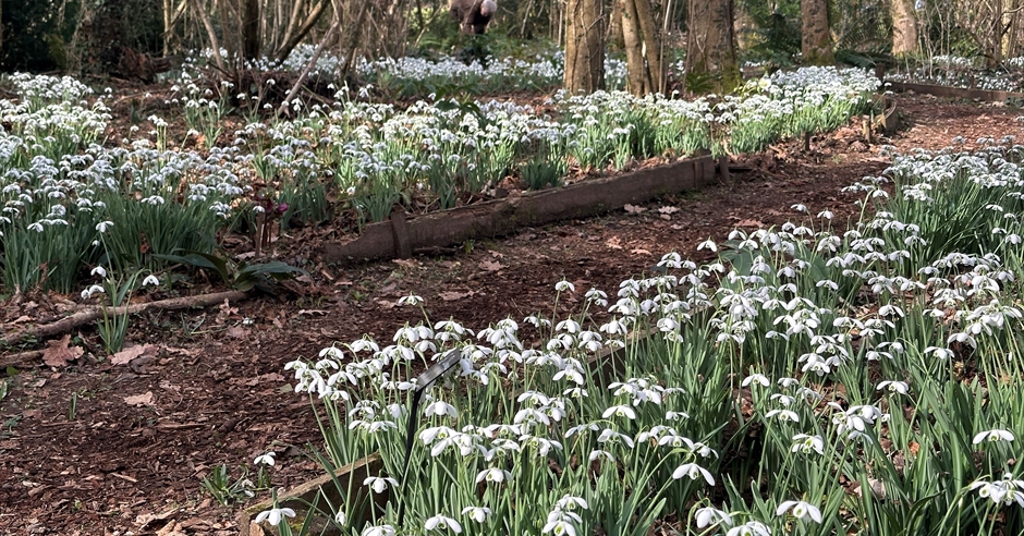 Snowdrop Open days - Art Exhibition in Tintern, Tintern - Visit ...