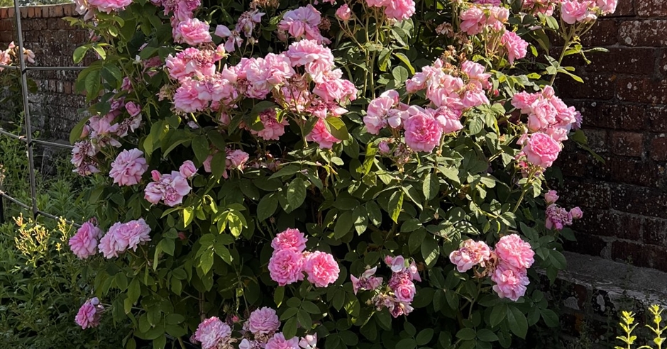 Highfield Farm Garden Workshop - Perennial plant staking and hazel rose ...