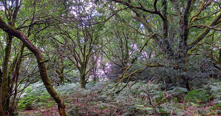 The Wern - Nature Reserve in Monmouth, Monmouth - Visit Monmouthshire