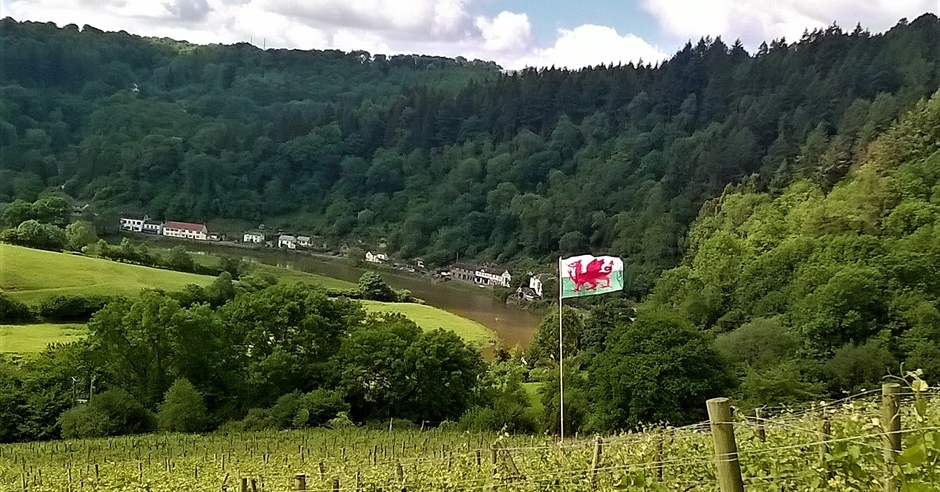 Parva Farm Vineyard - Vineyard in Tintern, Tintern - Visit Monmouthshire