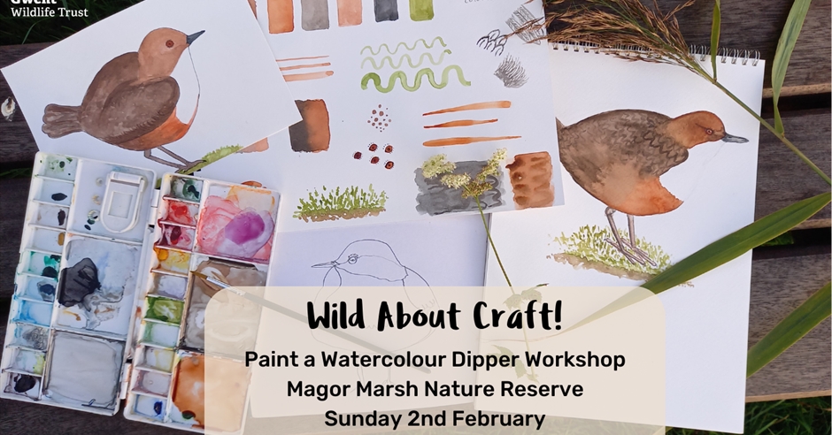 Paint a Watercolour Dipper (Wild About Craft series) - Arts & Crafts ...