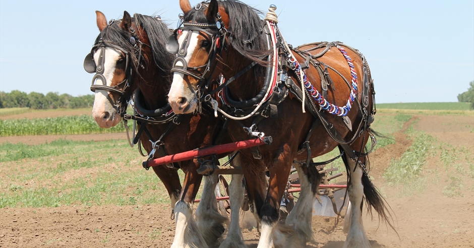 South Wales Shire & Miniature Horse Show 2025 - Animal Event in ...
