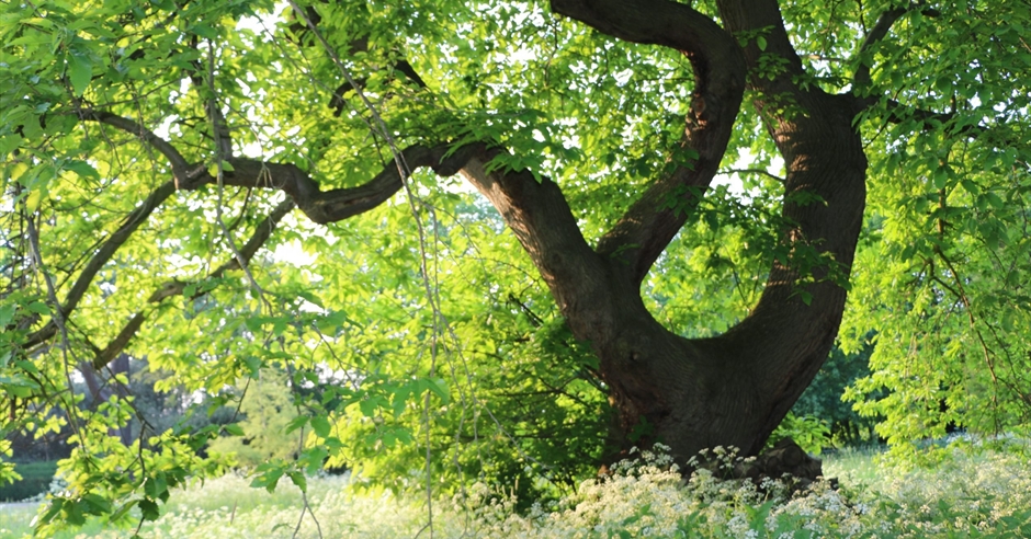 Highfield Farm Garden Workshop 3 - Garden trees and native hedges ...