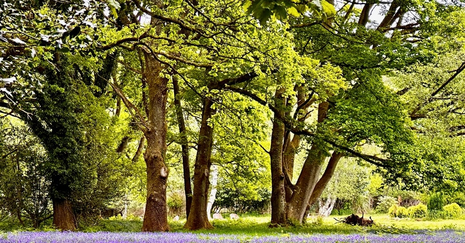 Beacon Hill and Beacon View - Forest or Woodland in Trellech, Monmouth ...