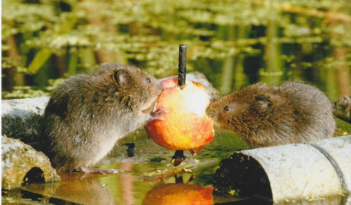 Magor Marsh - Nature Reserve in Magor, Caldicot - Visit Monmouthshire